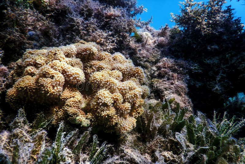 Polyps of the Coral, Underwater Landscape Reef Stock Photo - Image of ...