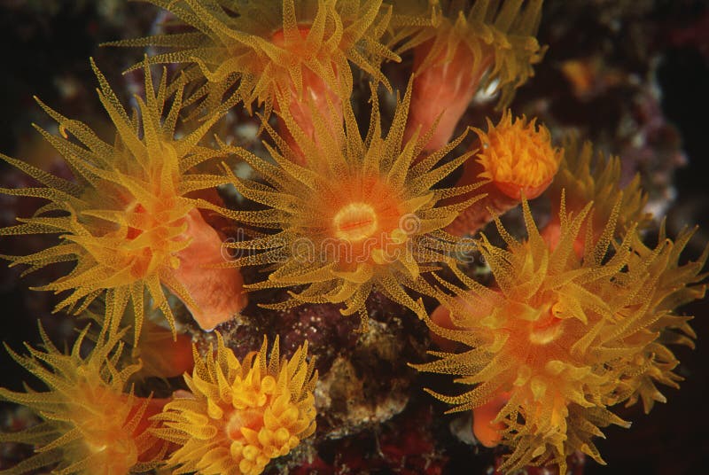 Polyps of Cup Coral Feeding at Night Stock Image - Image of soloman ...