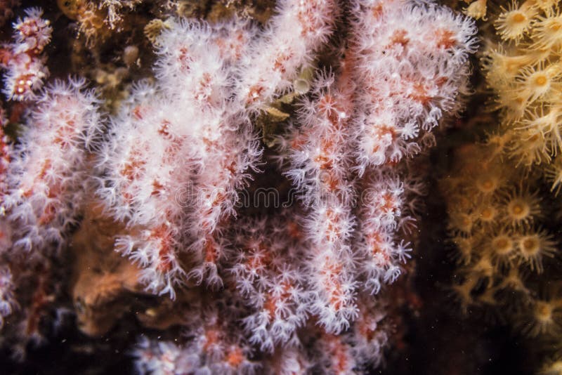 5,019 Reef Polyps Stock Photos - Free & Royalty-Free Stock Photos from ...