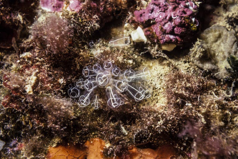 Polyps, Sponges and Algae in the Marine Reef Stock Image - Image of ...