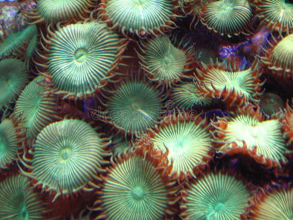 Polyps verdes del botón imagen de archivo. Imagen de estera - 316325