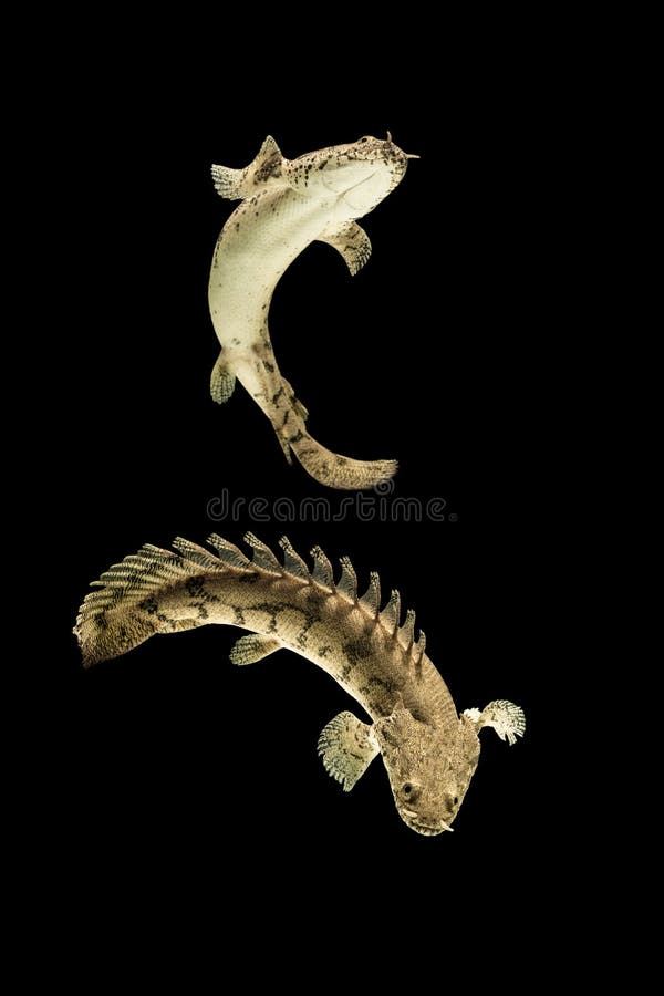Polypterus Senegalus, Cute and Funny Nocturnal Carnivore, Bottom ...