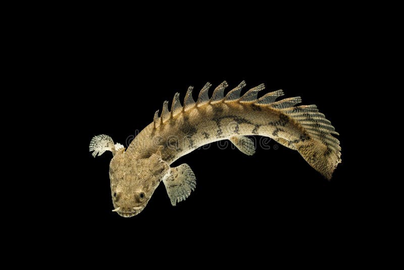Polypterus Senegalus, Cute and Funny Nocturnal Carnivore, Bottom ...