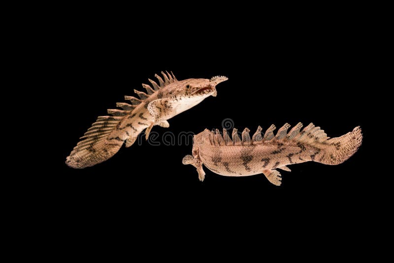 Polypterus Senegalus, Cute and Funny Nocturnal Carnivore, Bottom ...