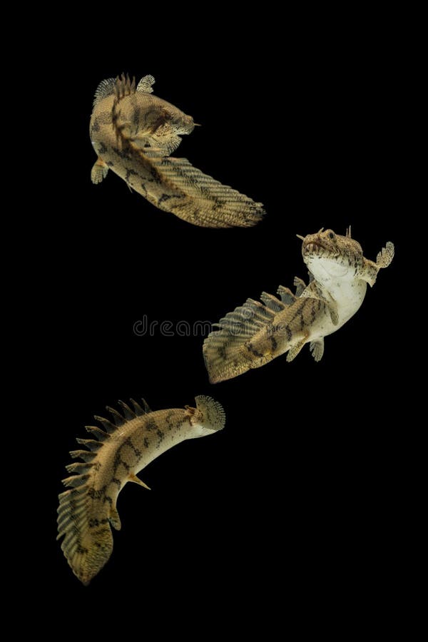 Polypterus Senegalus, Cute and Funny Nocturnal Carnivore, Bottom ...