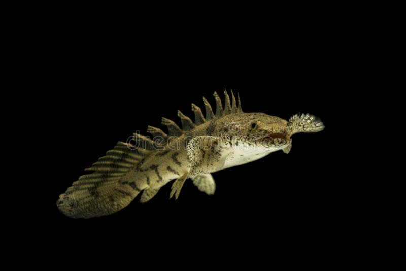 Senegal Bichir Aquarium Fish Stock Image - Image of senegal, bichir ...