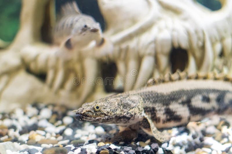 Polypterus Palmas, a Species of Freshwater Fish Swimming in the ...