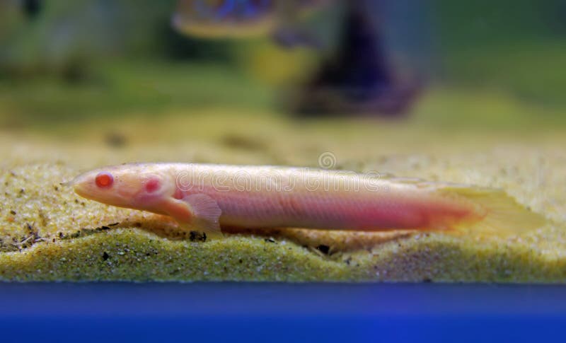 137 African Catfish Stock Photos - Free & Royalty-Free Stock Photos ...