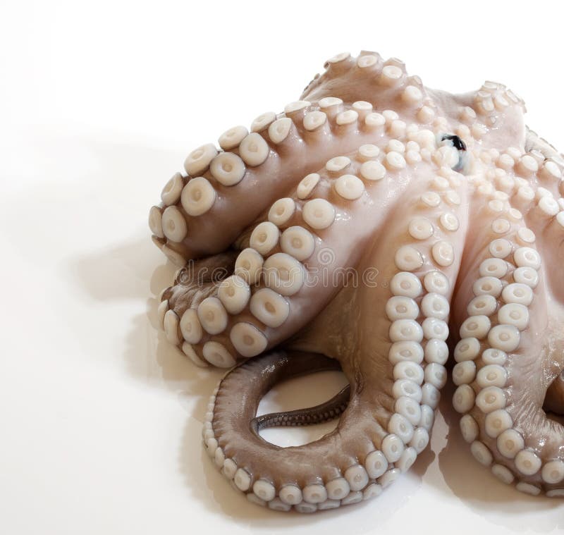 Octopus on white stock image. Image of octopus, wrapping - 11027687