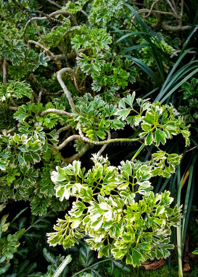 Polyscias stock image. Image of bazilevsis, decorative - 36213051