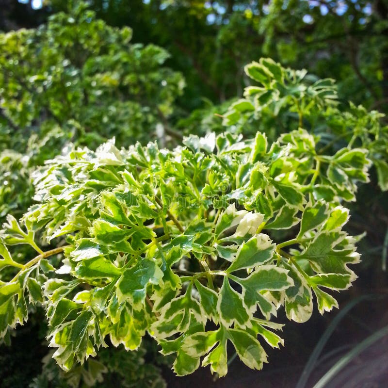 Polyscias stock image. Image of leaves, leaf, plants - 36059805