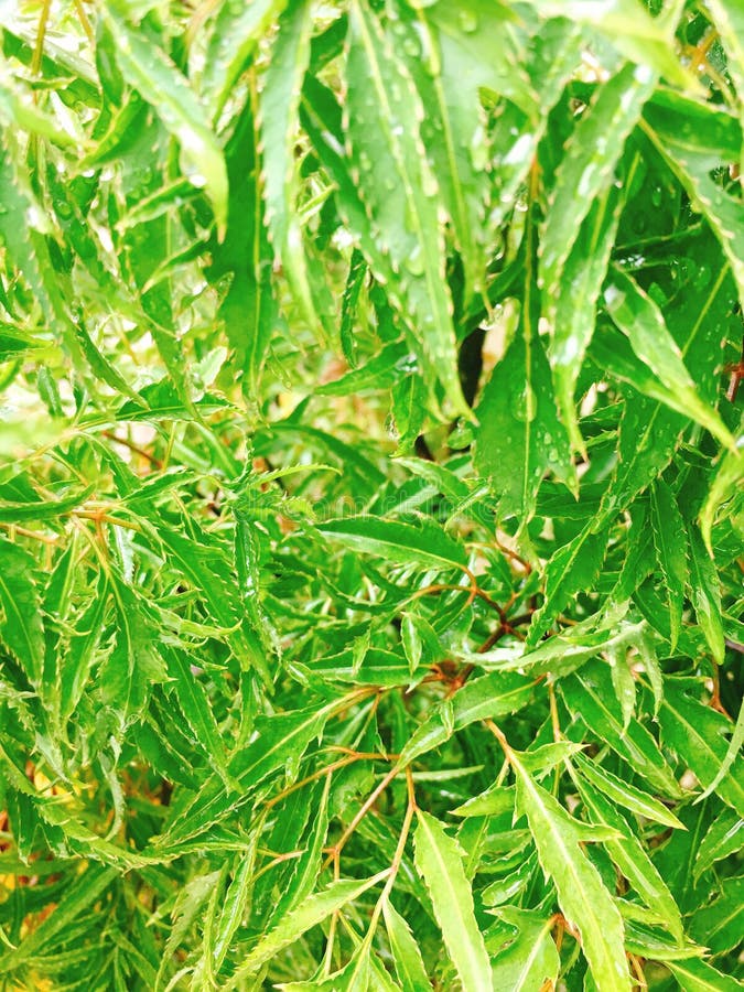 Polyscias Sp Ming Aralia Eller Araliaceae Arkivfoto - Bild av sinande ...