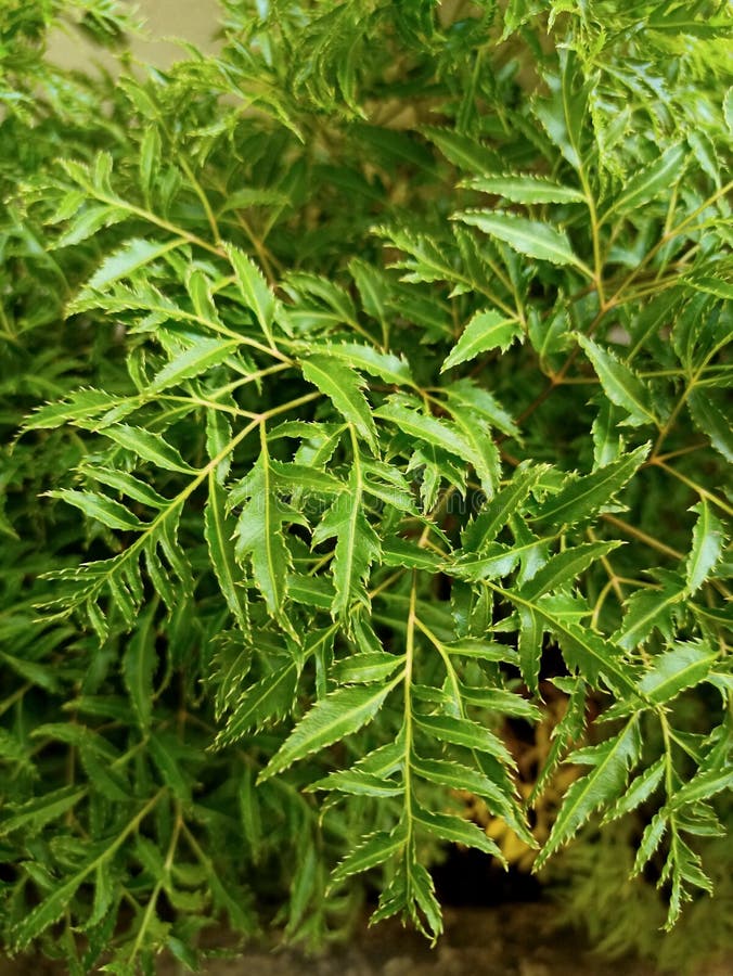 Polyscias Fruticosa Leaves in the Garden Stock Image - Image of ...