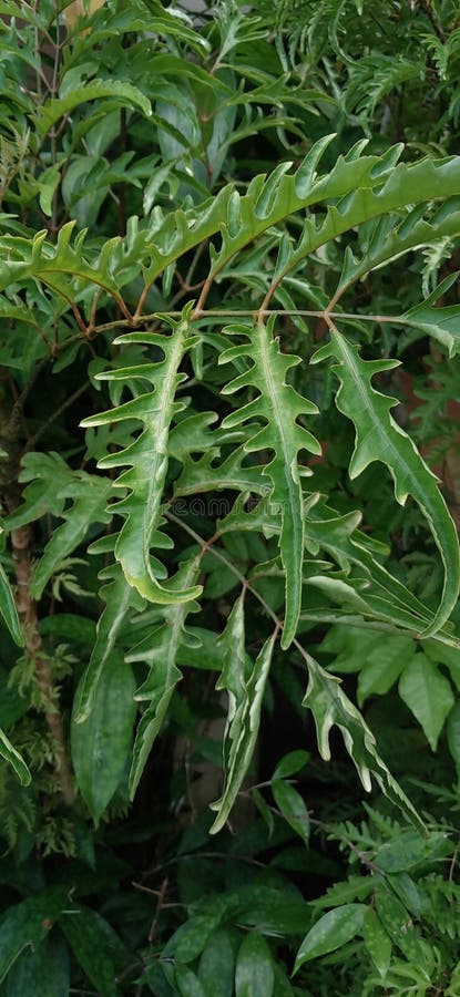 Polyscias Fruticosa Leaves is Unique and it Used by Indonesian As a ...