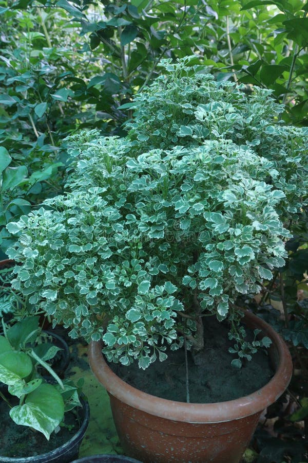 Polyscias Fruticosa Tree on Farm Stock Image - Image of native, decor ...