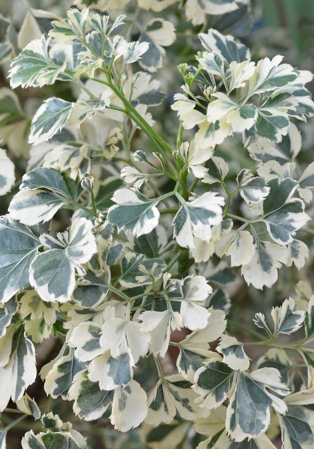 Polyscias stock image. Image of bazilevsis, decorative - 36213051