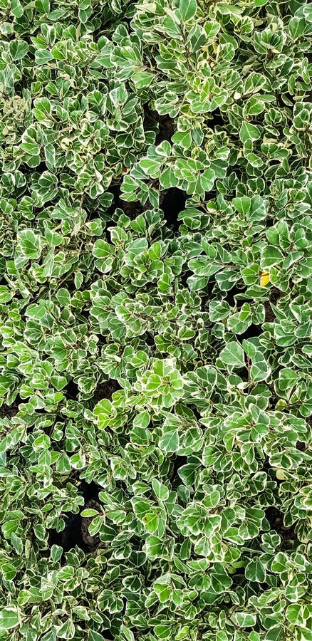 Polyscias guilfoylei stock photo. Image of background - 236129484