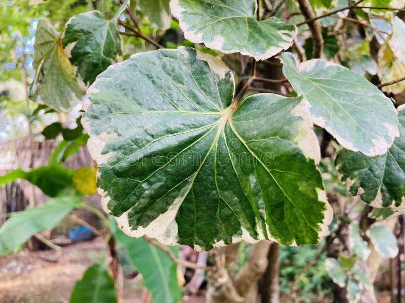 Polyscias Scutellaria "koppa Leaves" Stock Image - Image of woodland ...