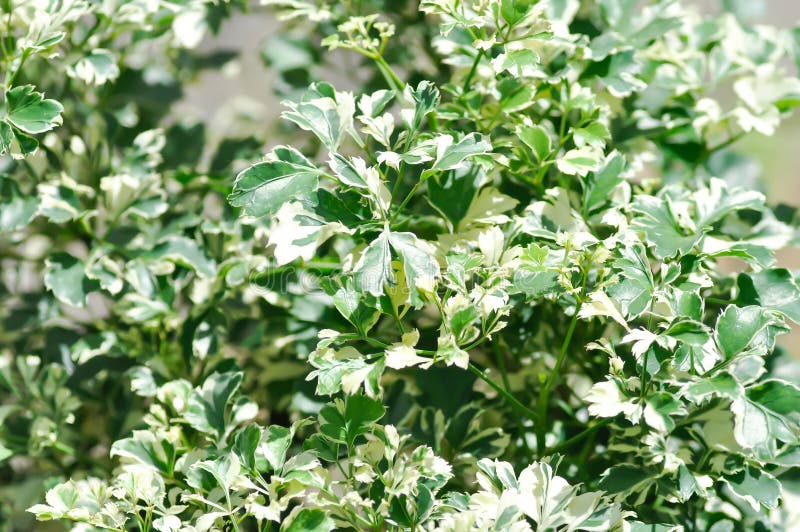 Polyscias Sp, Ming Aralia or ARALIACEAE Stock Photo - Image of tricolor ...