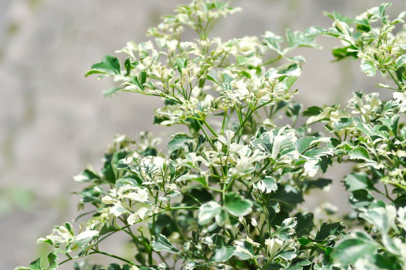 Polyscias Sp, Ming Aralia or ARALIACEAE Stock Photo - Image of house ...