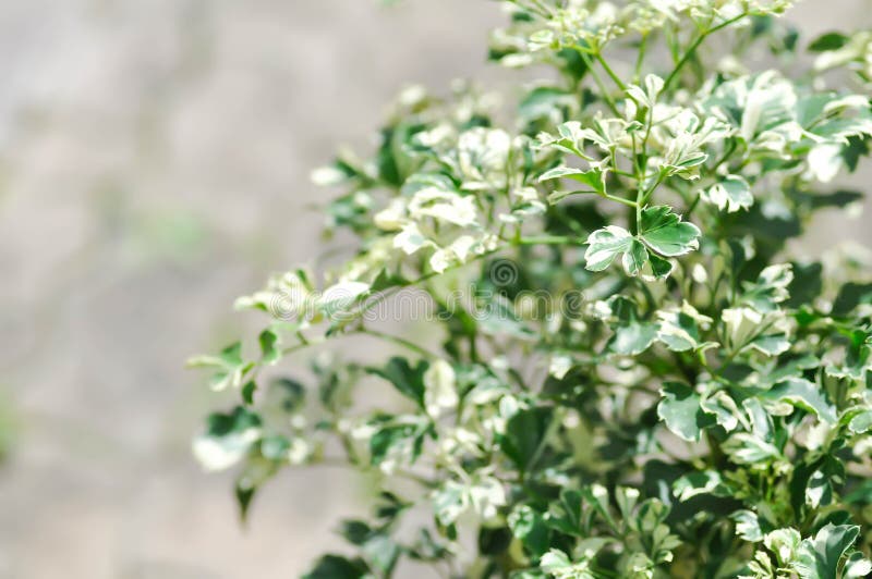 Polyscias Sp, Ming Aralia or ARALIACEAE Stock Image - Image of green ...