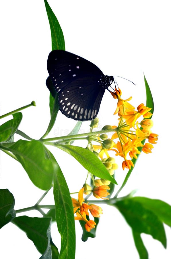 Polytes Papilio, Black Butterfly with White Spots Stock Photo - Image ...