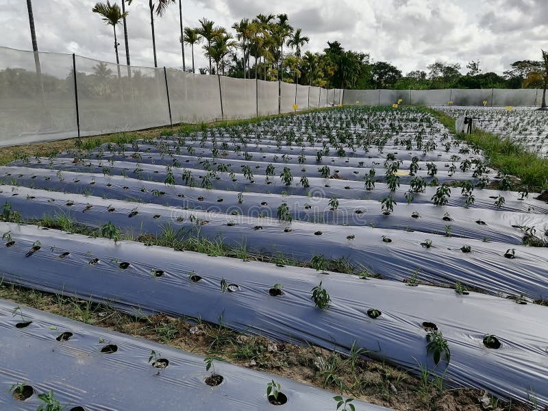 Polythene Mulching and Insects Proof Nets are Applied To the Chilli ...
