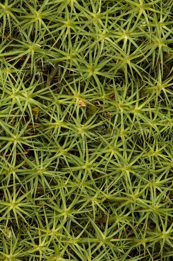 Polytrichum stock photo. Image of alive, species, polytrichum - 1499468