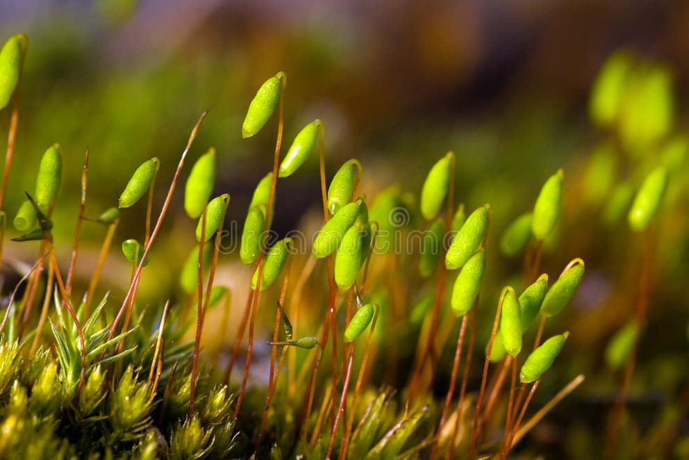 Polytrichum commune stock photo. Image of plant, pattern - 2359388