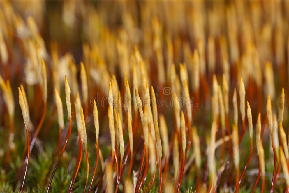 Polytrichum Commune Close Up Stock Image - Image of closeup, forest ...