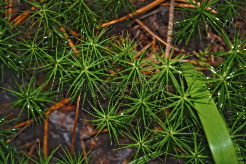 Polytrichum Commune Close-up Stock Photo - Image of haircap, moss ...