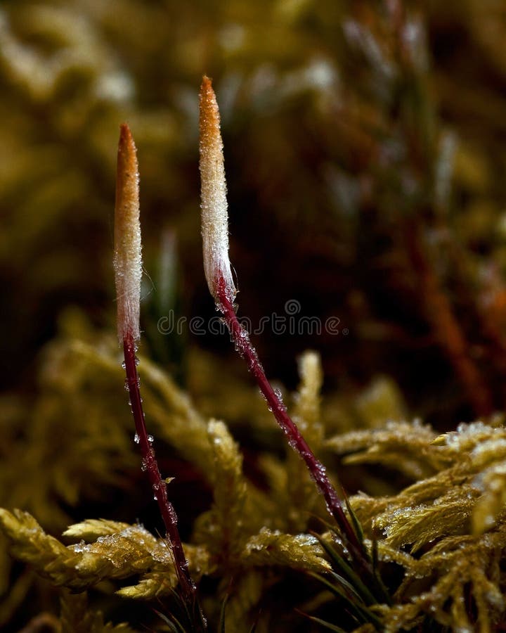 Polytrichum Commune Close Up in the Morning Frost Stock Photo - Image ...