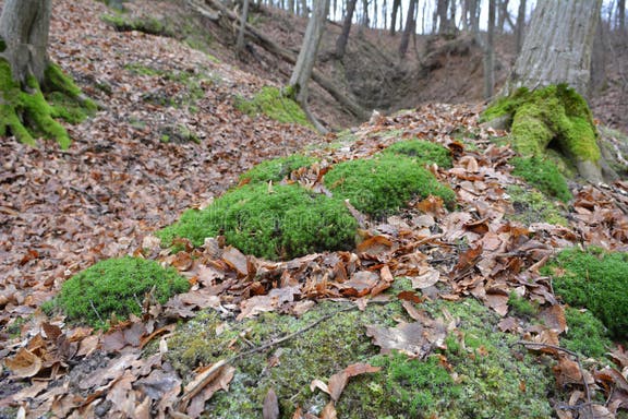 Polytrichum Commune Moss Grows in Nature Stock Photo - Image of flora ...