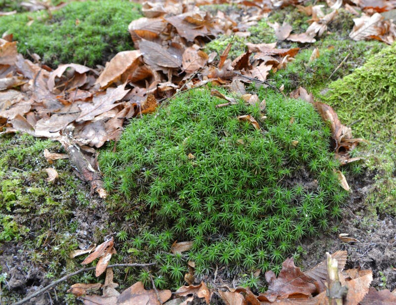 Polytrichum Commune Moss Grows Nature Stock Photos - Free & Royalty ...