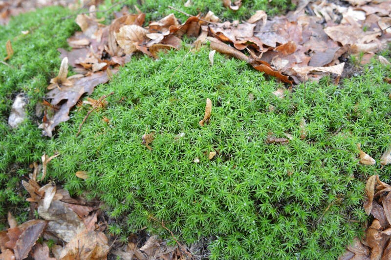 Polytrichum Commune Moss Grows in Nature Stock Photo - Image of botany ...