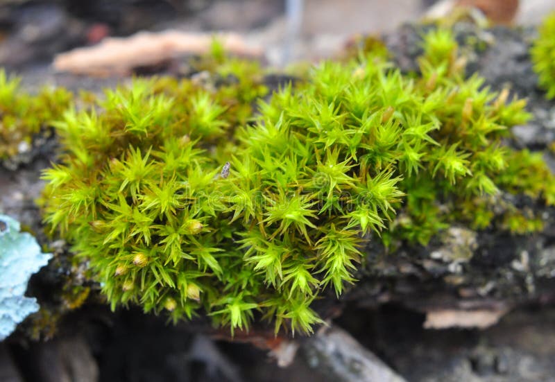Polytrichum Commune Moss Grows in Nature Stock Photo - Image of ...