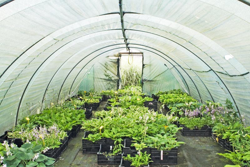 Polytunnel with plants stock image. Image of nursery, round - 2654549