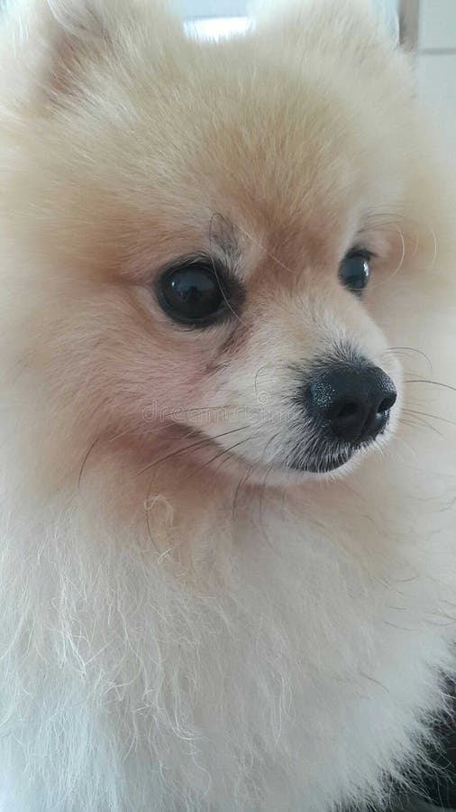 Pom pomhund fotografering för bildbyråer. Bild av gulligt - 58606045
