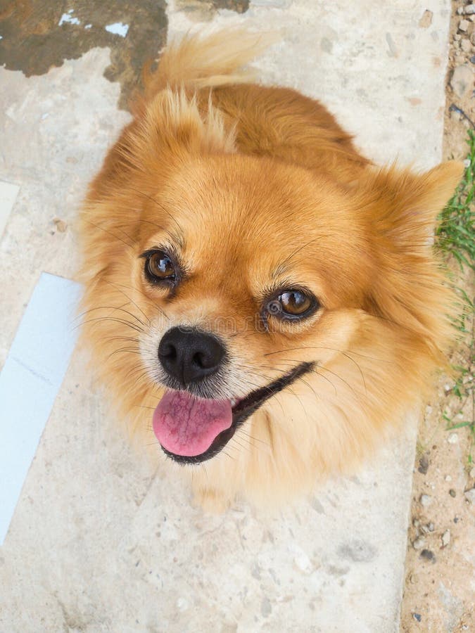 Pom pom dog stock image. Image of looking, little, purebred - 58606045