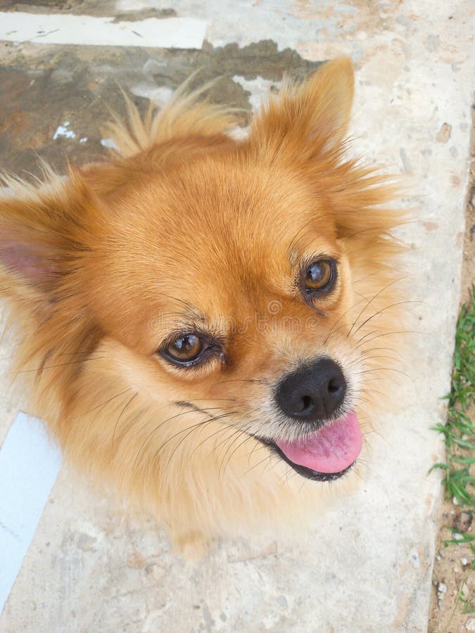 Pom pom hond stock foto. Image of pret, spuug, zeer, beige - 58606144