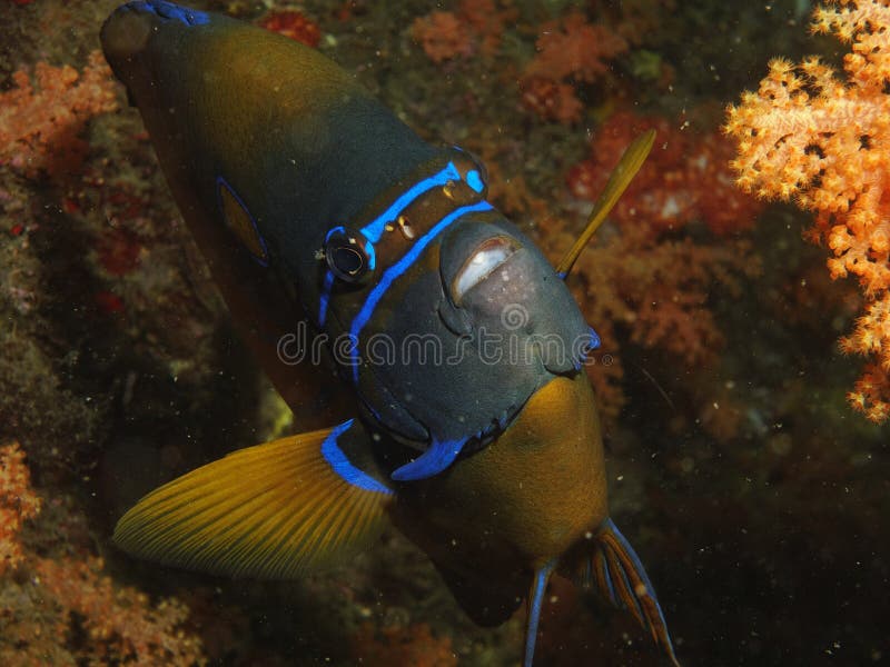 Pomacanthus Annularis - Blue Ring Angel Fish Stock Image - Image of ...