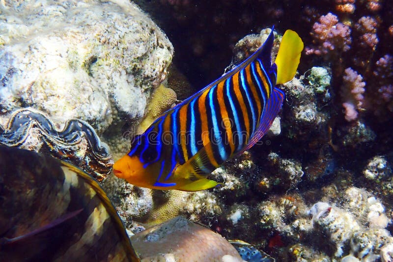 Pomacanthus Diacanthus Fish Stock Photo - Image of indian, underwater ...