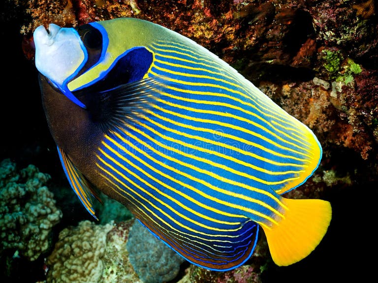 Pomacanthus Imperator - Angel Fish Imperator Stock Photo - Image of ...