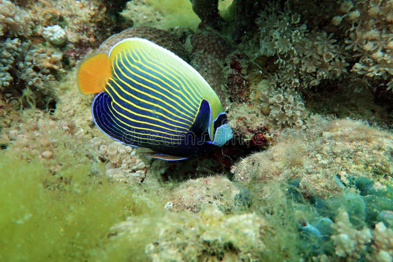 Pomacanthus Imperator, Emperor Angelfish Stock Photo - Image of ...