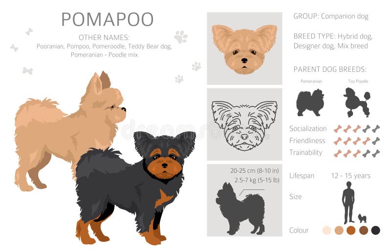 Pomapoo Clipart. Pomeranian Poodle Mix Stock Vector - Illustration of ...