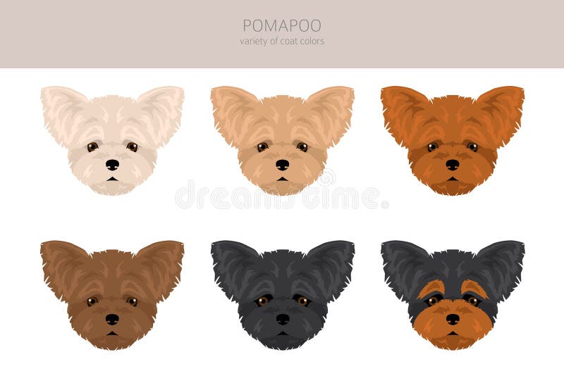 Pomapoo Clipart. Pomeranian Poodle Mix Stock Vector - Illustration of ...