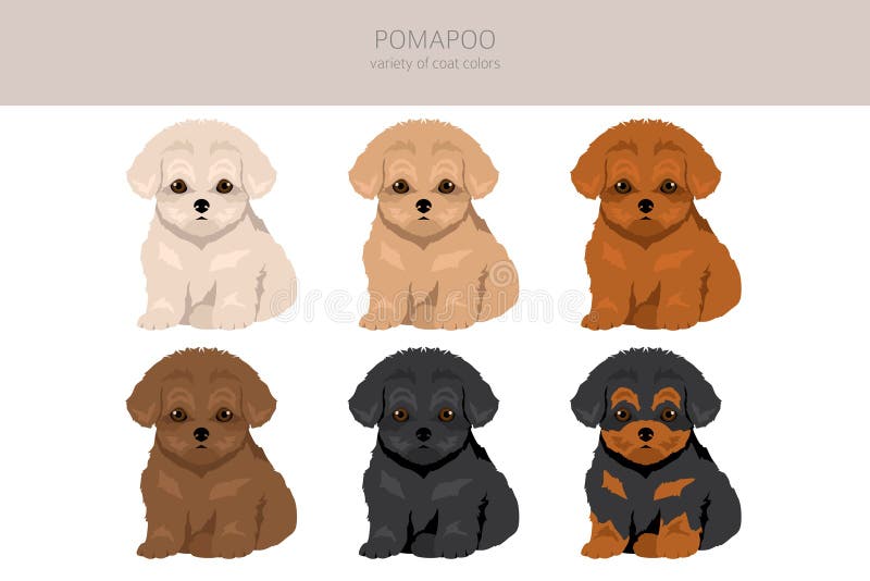 Pomapoo Clipart. Pomeranian Poodle Mix Stock Vector - Illustration of ...