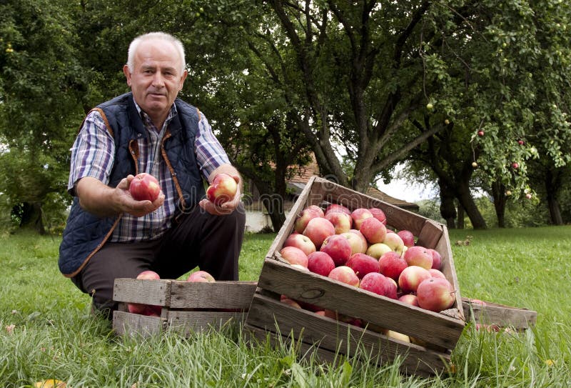 Pomar imagem de stock. Imagem de pomar, verde, vermelho - 34304681