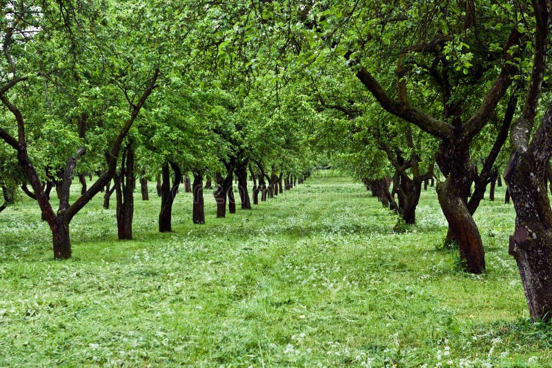 Pomar de fruta foto de stock. Imagem de fazenda, verde - 12891768