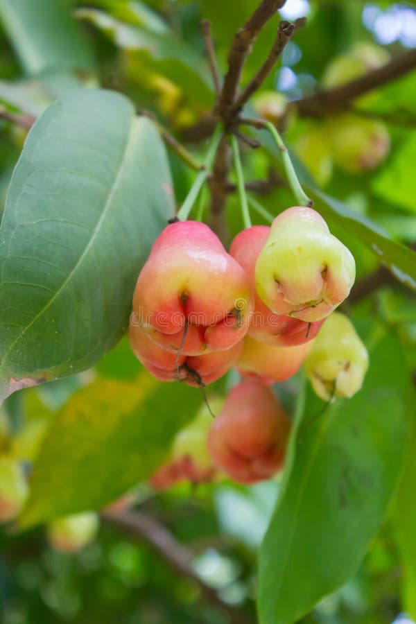 Pomarrosa Fotos De Stock - Descarga 94 Fotos Libres de Derechos